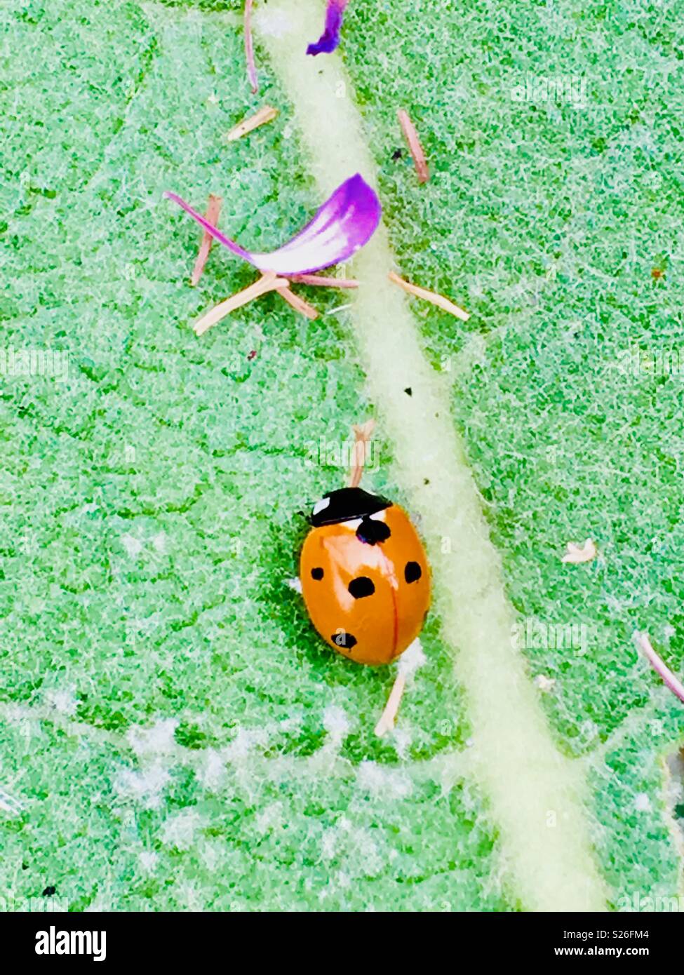 Ladybird leaf hi-res stock photography and images - Alamy
