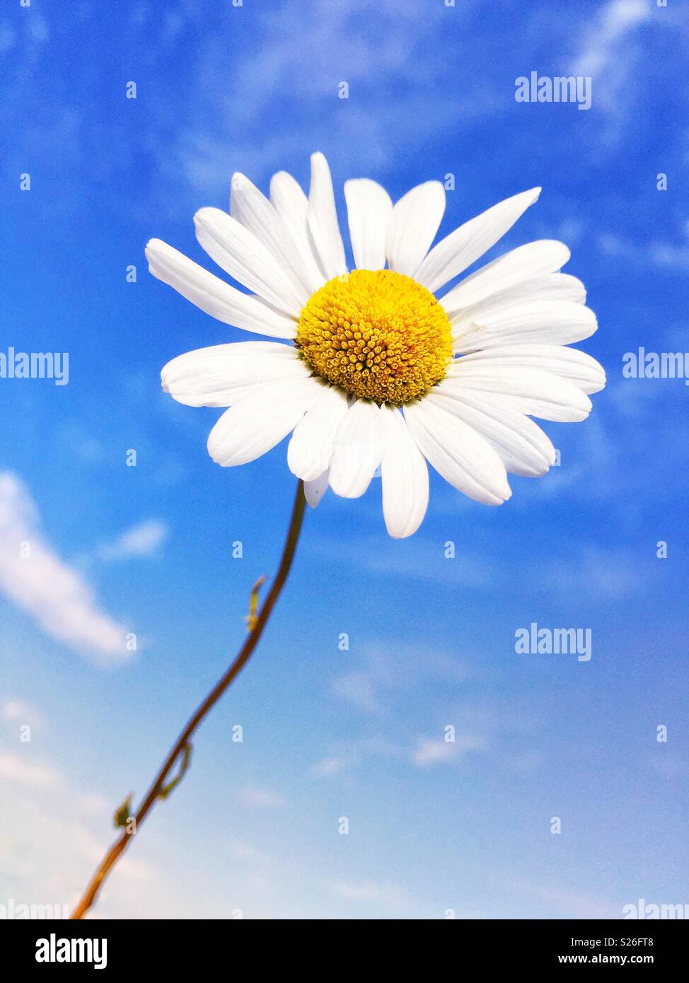 Beautiful delicate pretty wild flower hi-res stock photography and ...