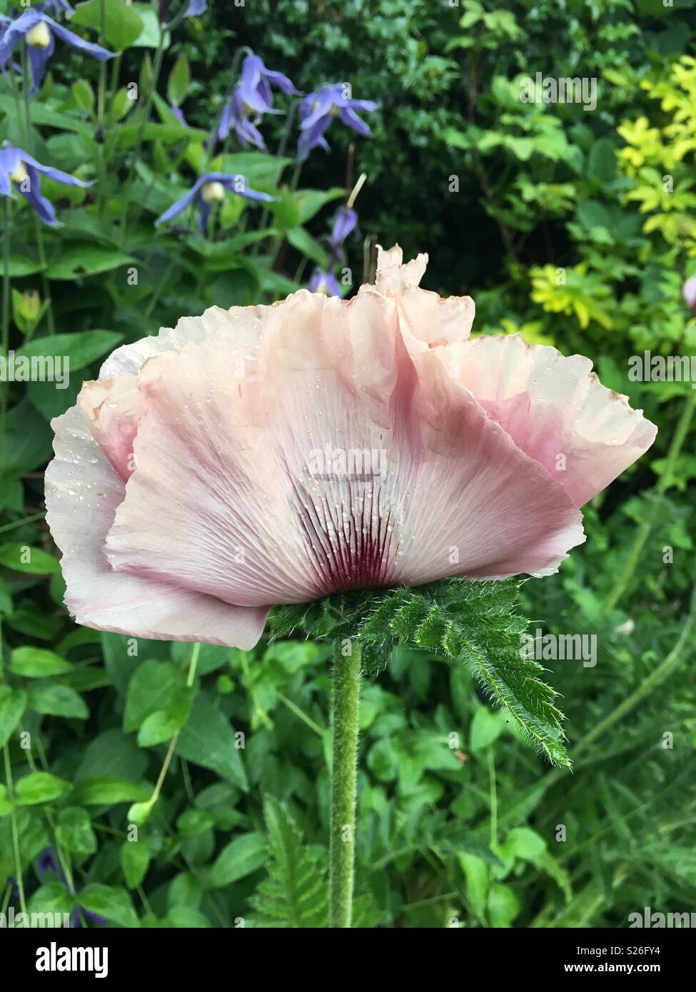 Baby pink poppy hi-res stock photography and images - Alamy
