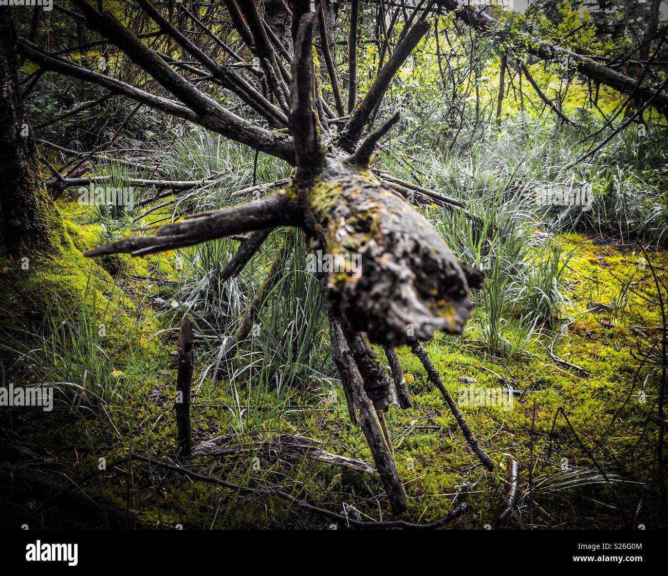 Spiky tree hi-res stock photography and images - Alamy