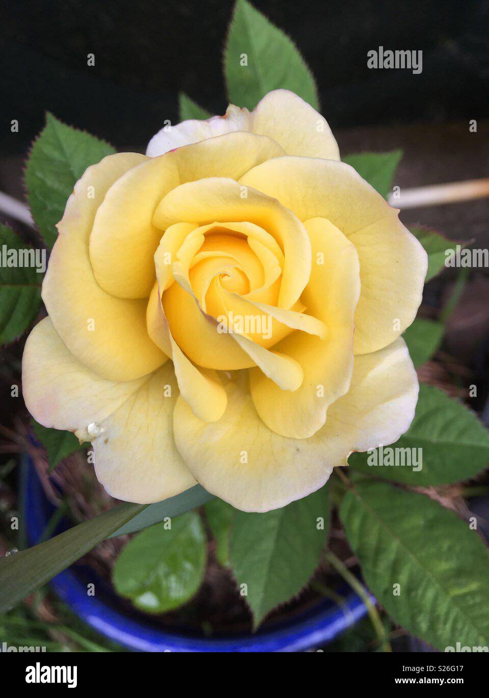Mellow yellow rose hi-res stock photography and images - Alamy