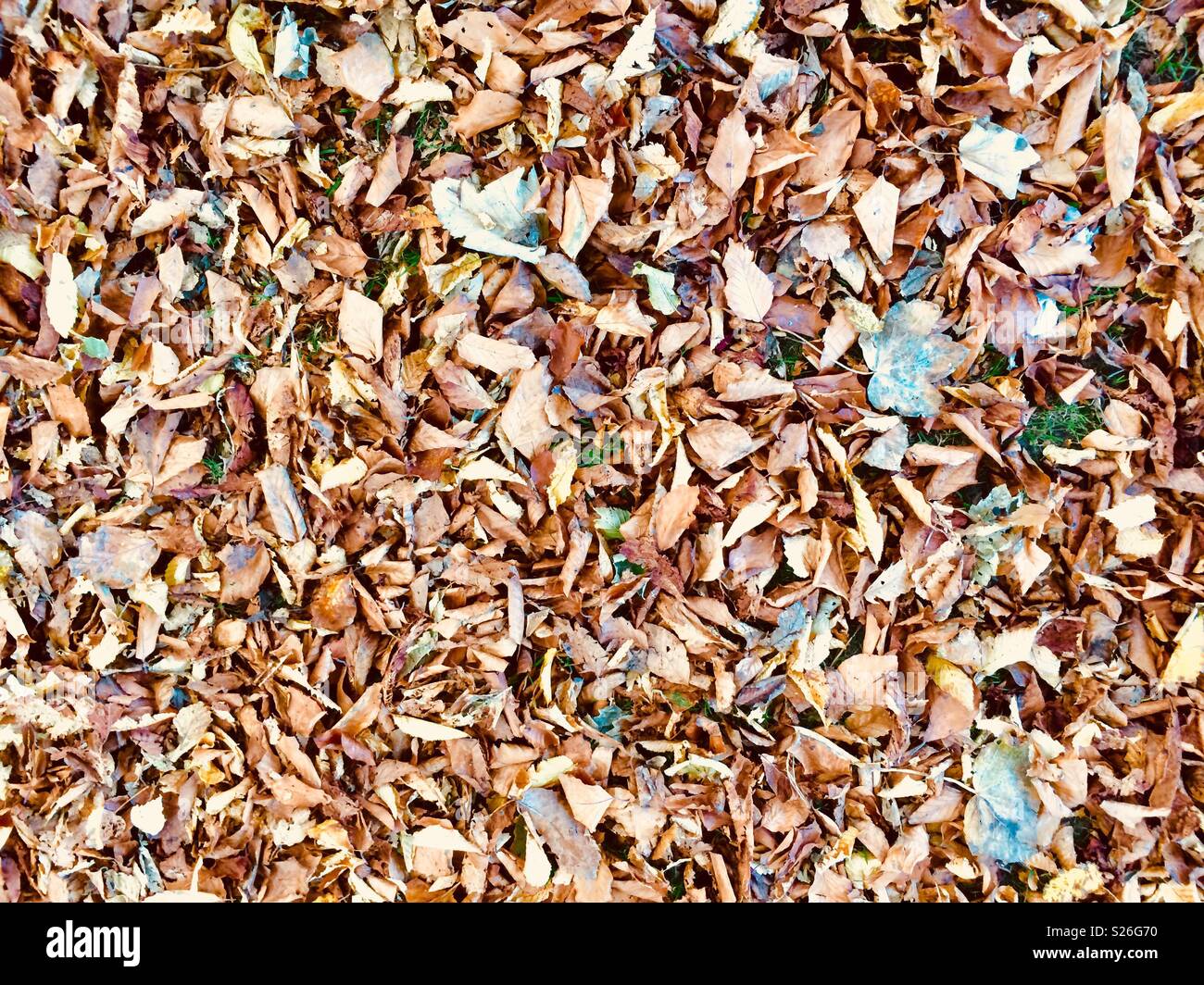 Carpet of Autumn leaves Stock Photo - Alamy