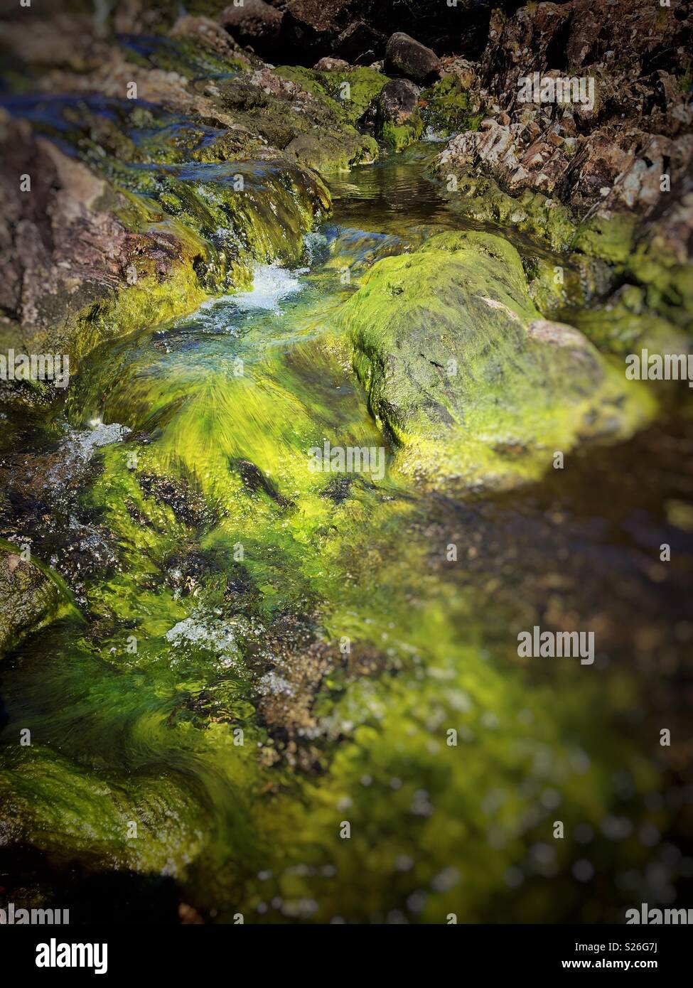 Rocks covered with algae England UK Stock Photo - Alamy