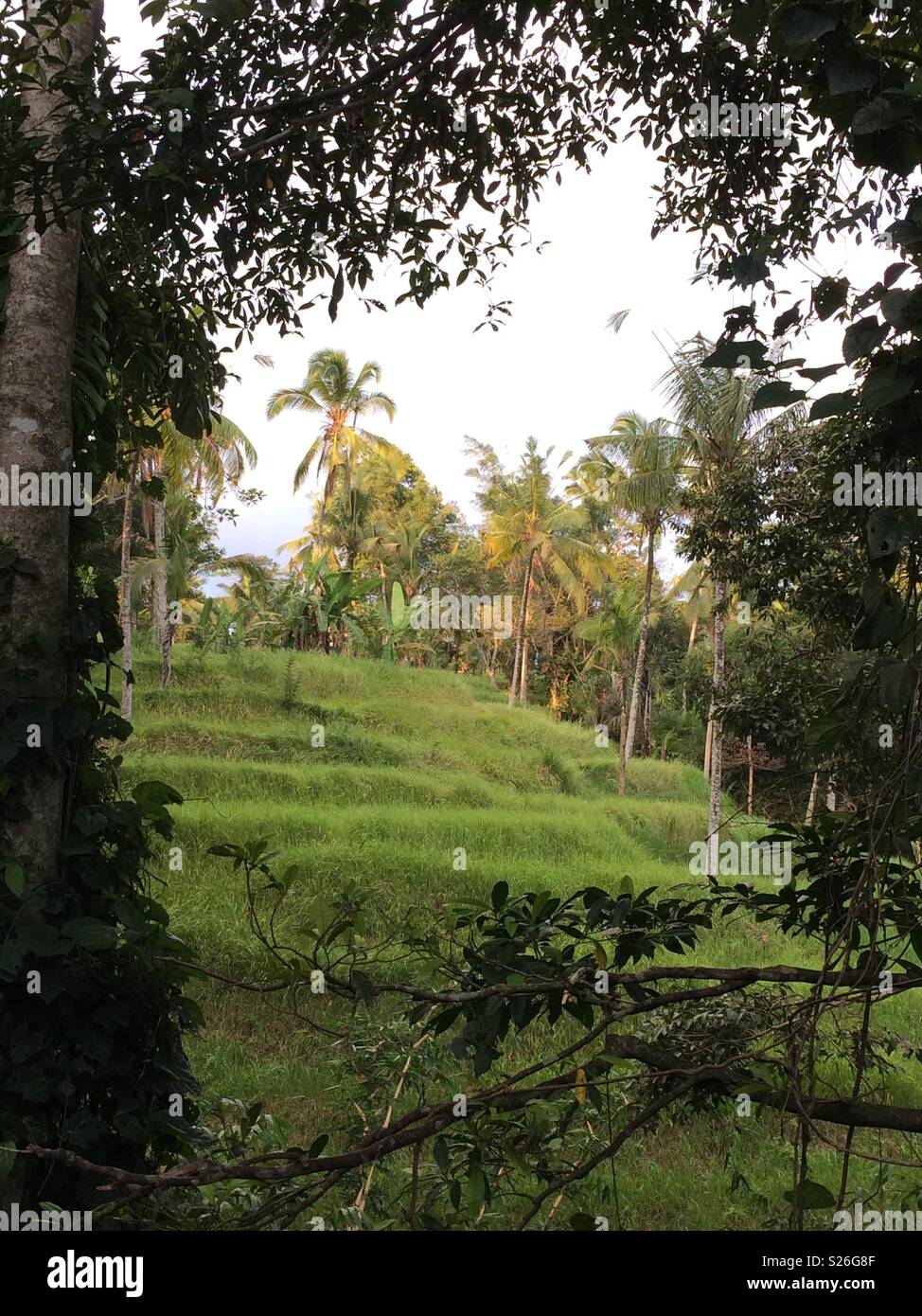 Padi terraces and trees hi-res stock photography and images - Alamy