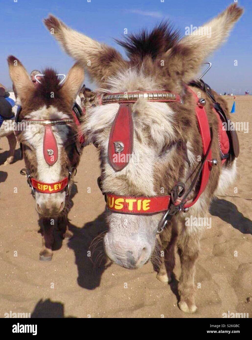 Skegness Seaside donkey rides Stock Photo - Alamy