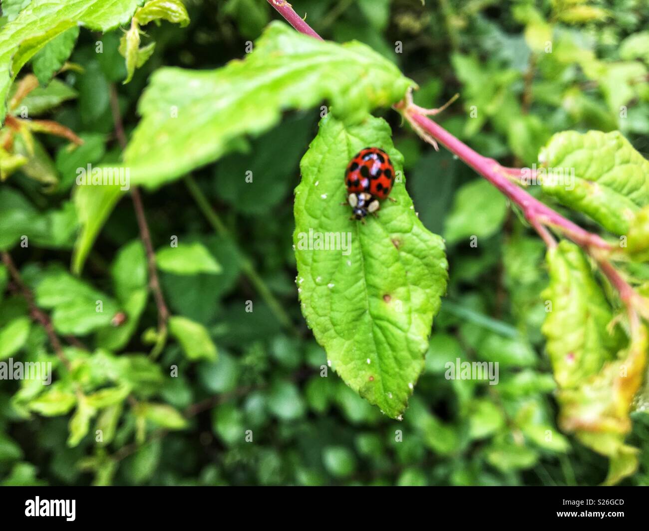 Ladybird on leaf Stock Photo - Alamy