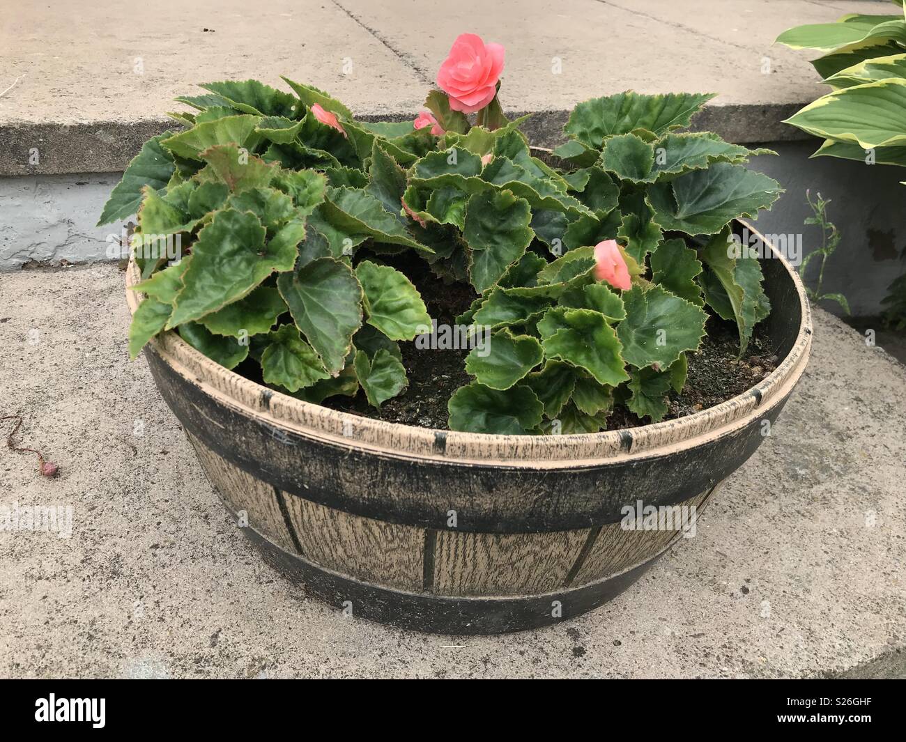 How To Grow Roses In A Tub at Rickey Park blog