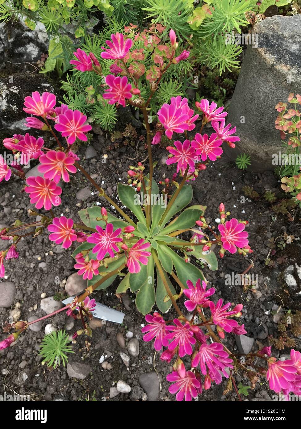 Lewisia hi-res stock photography and images - Alamy