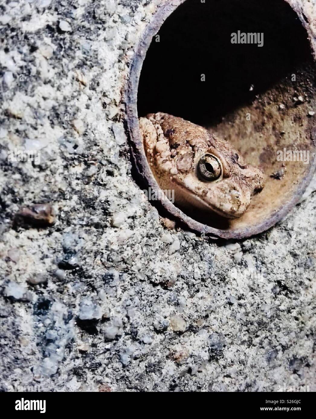 Animals frog hi-res stock photography and images - Alamy