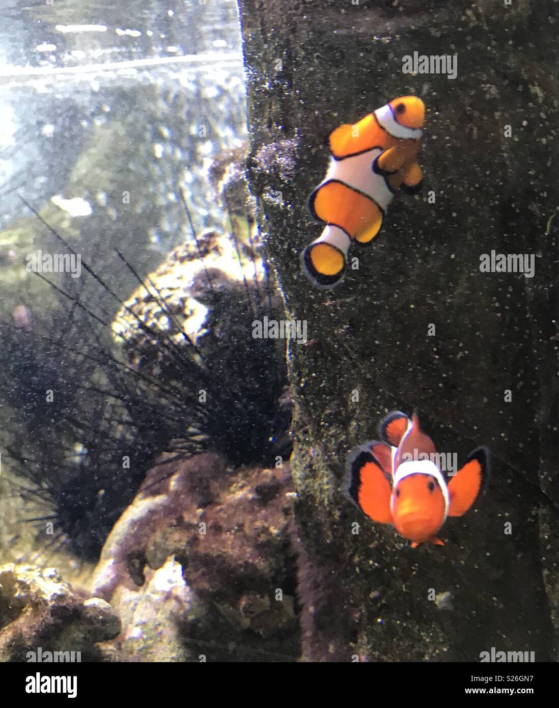 Fish are friends Stock Photo - Alamy