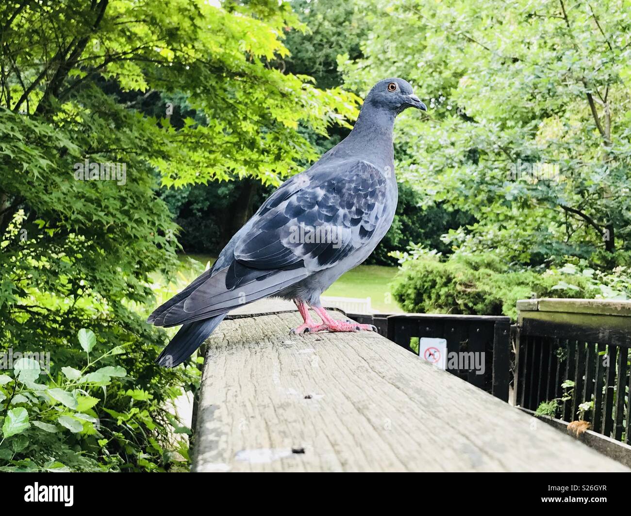 Pigeon staring hi-res stock photography and images - Alamy