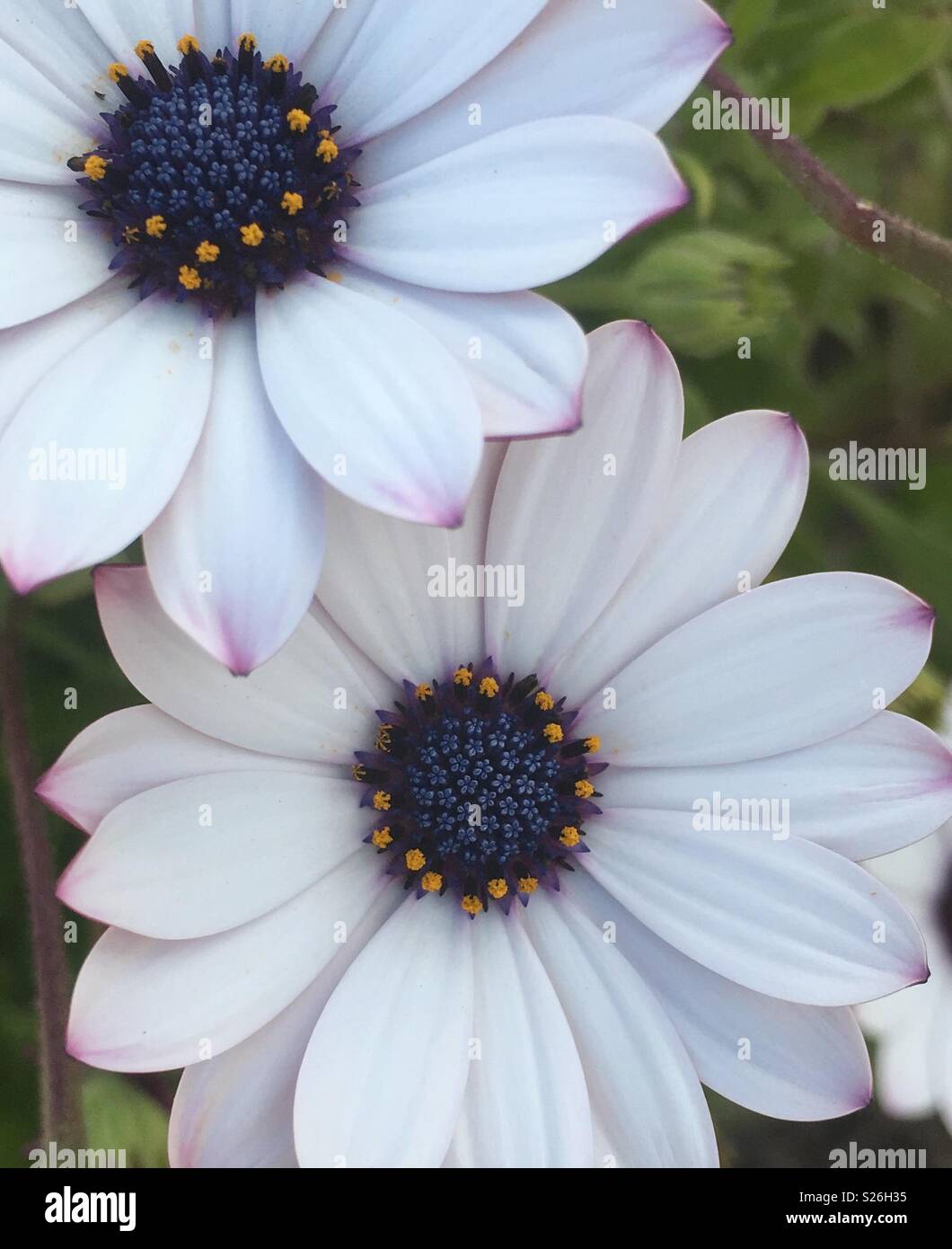 White Daisies