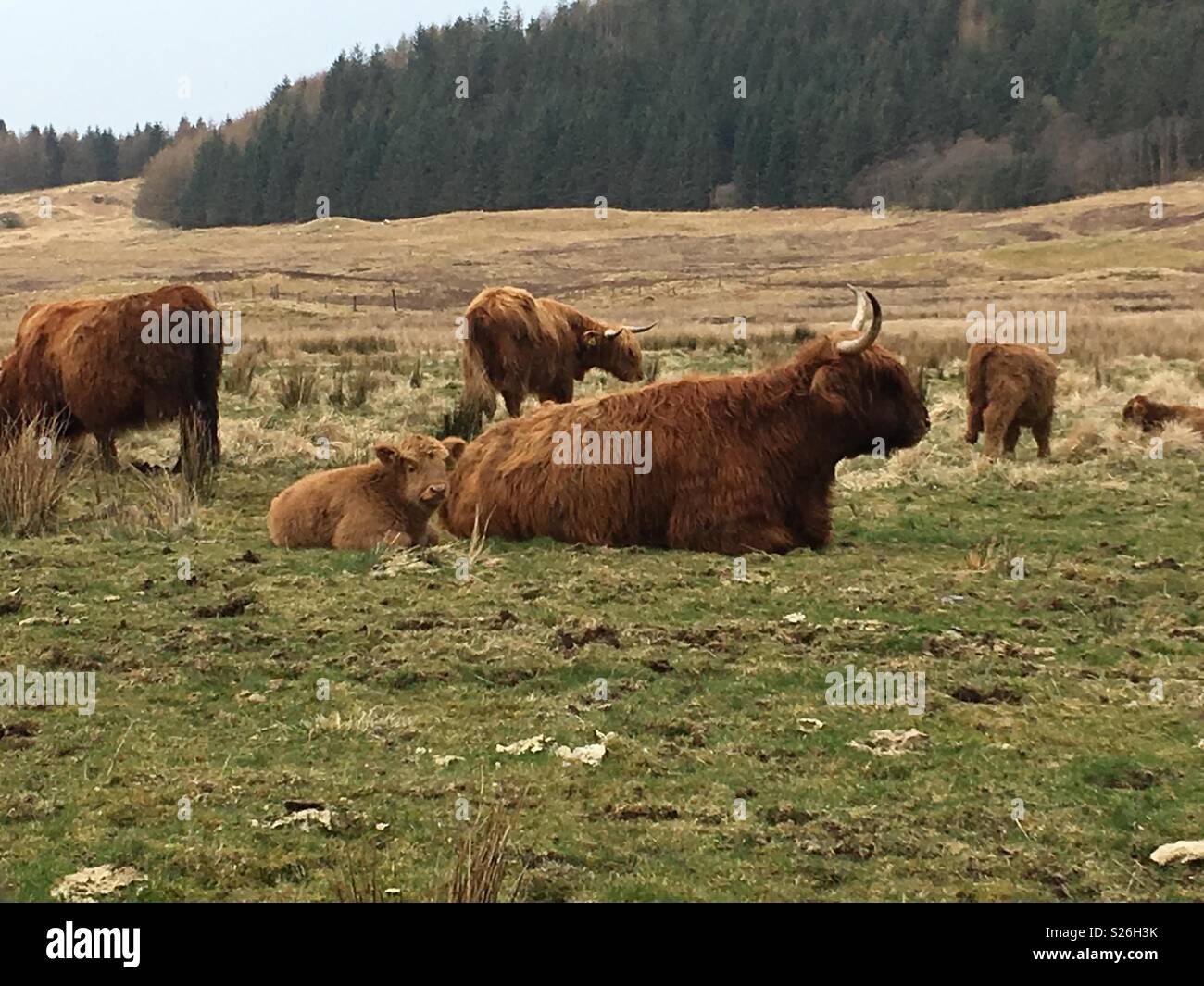 Heiland hi-res stock photography and images - Alamy