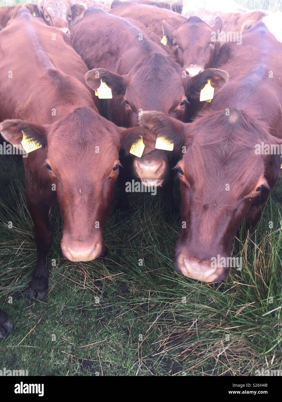 Intensive farming cow hi-res stock photography and images - Alamy