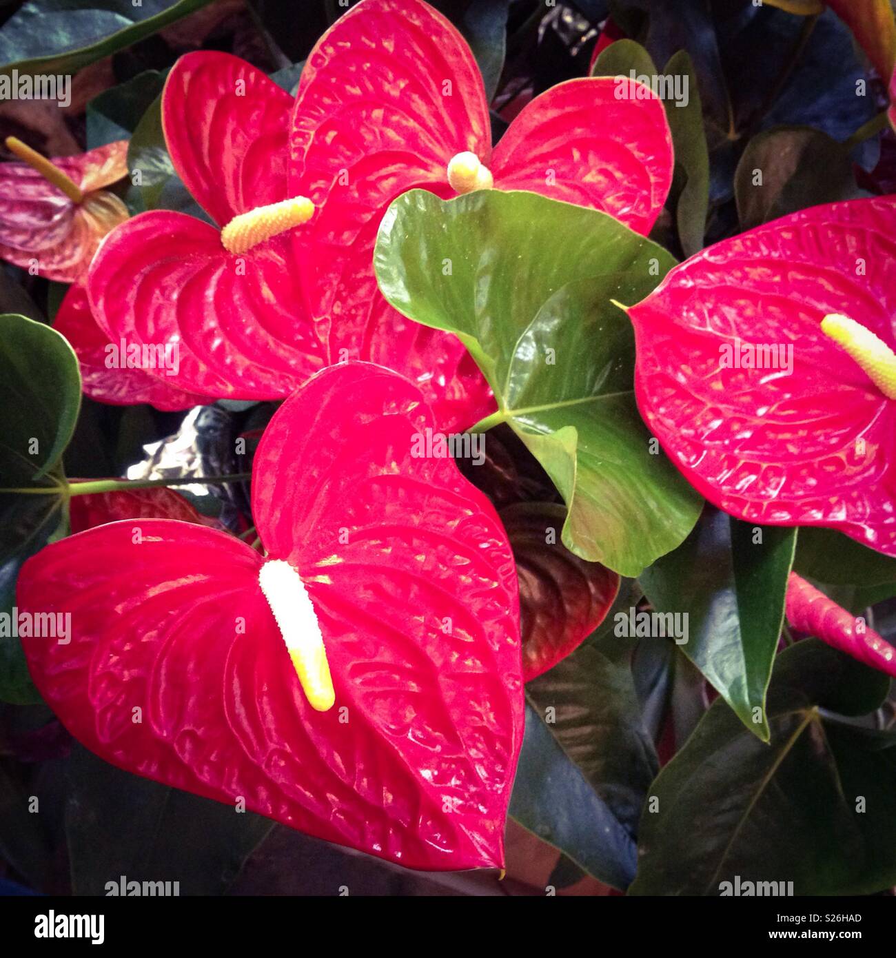 Anthuriums hi-res stock photography and images - Alamy