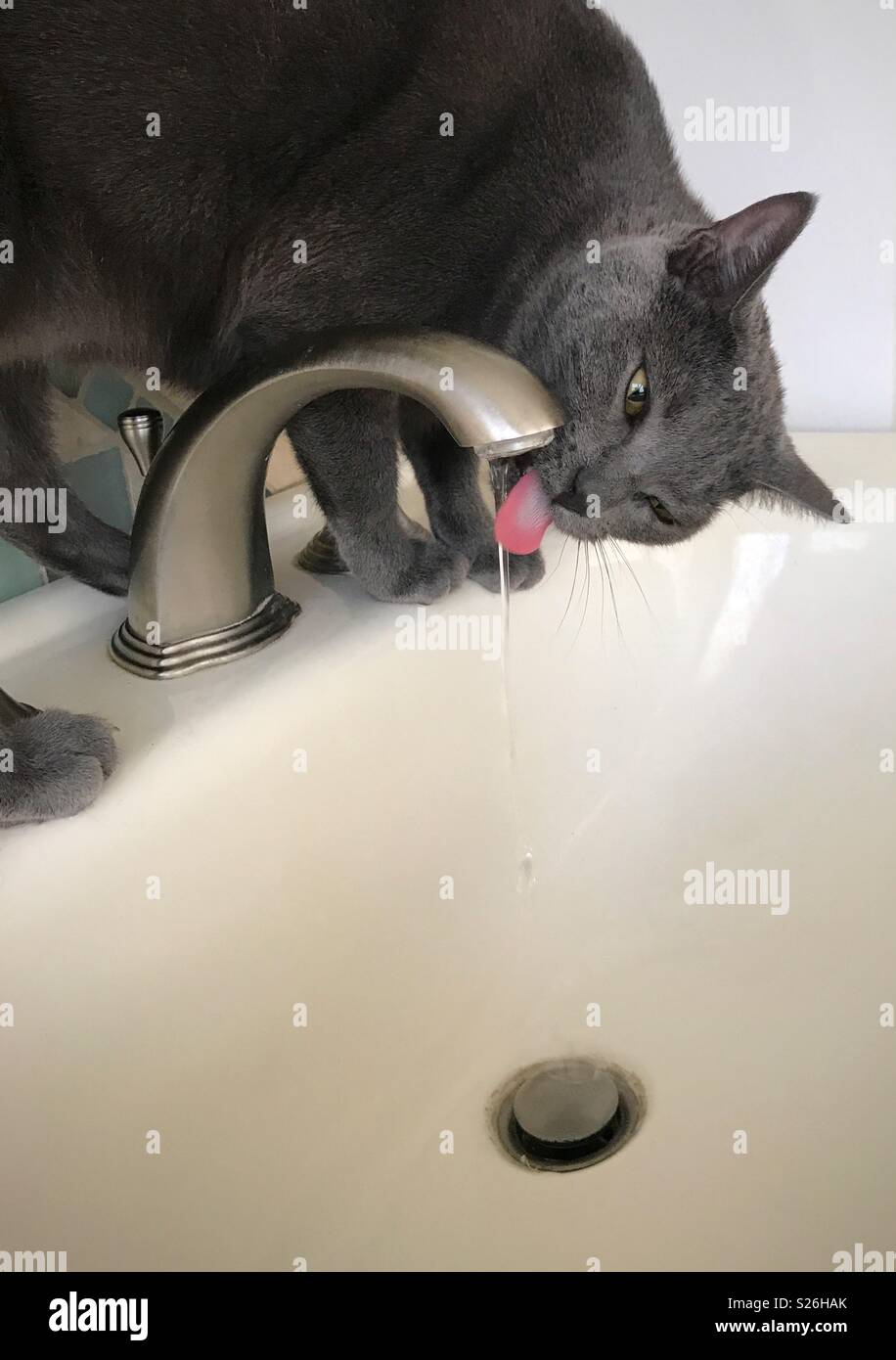Drinking from faucet hi-res stock photography and images - Alamy