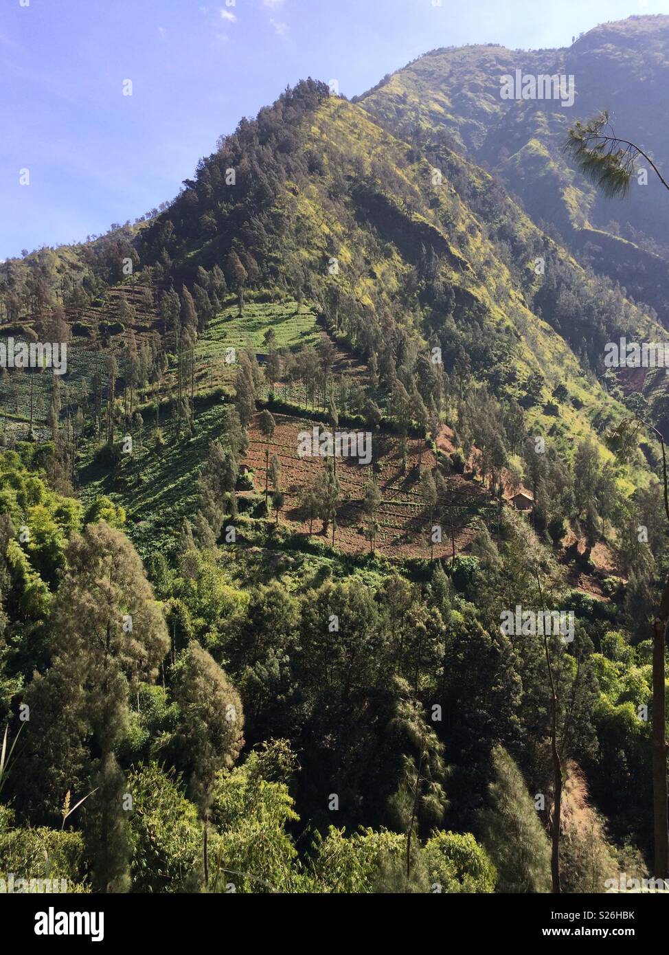 Terrace farming Java Stock Photo - Alamy