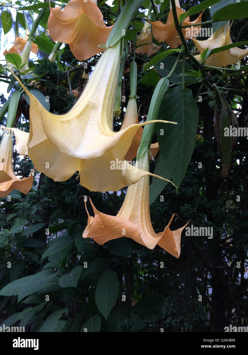 Orange Trumpet Flowers Stock Photos & Orange Trumpet Flowers Stock ...