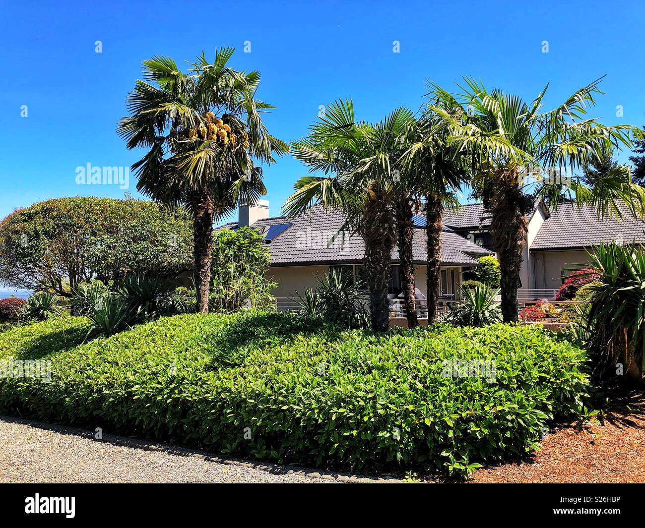 Palms of Pacific Northwest Stock Photo - Alamy