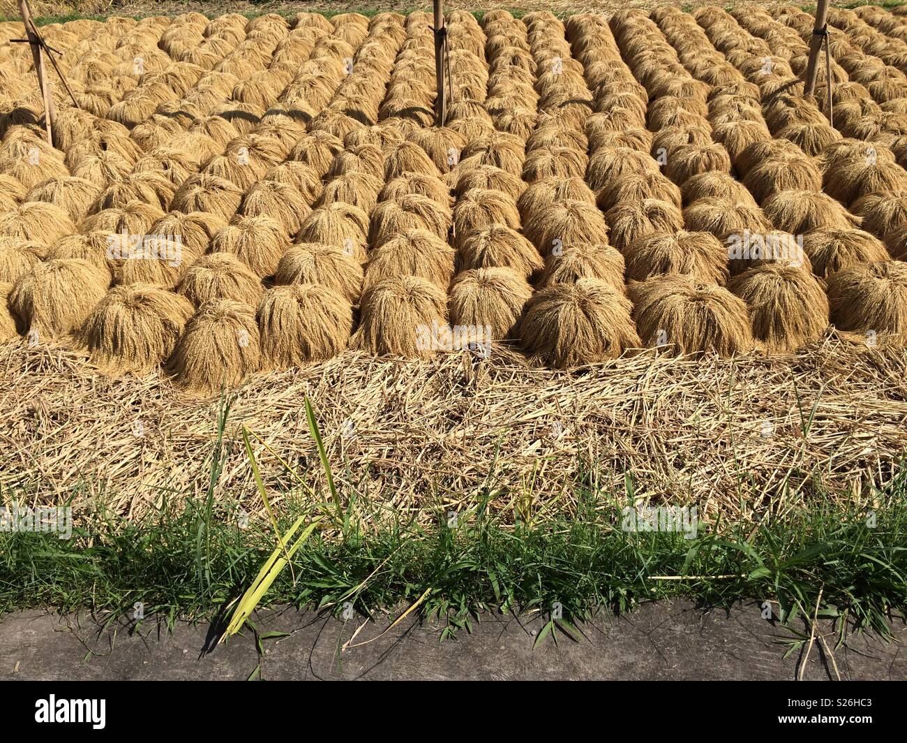 Rice drying hi-res stock photography and images - Alamy