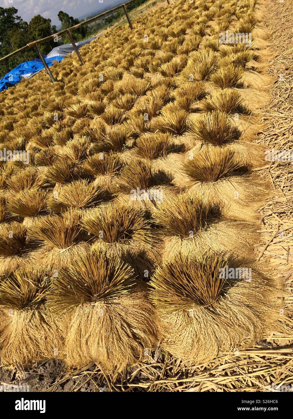 Rice drying hi-res stock photography and images - Alamy