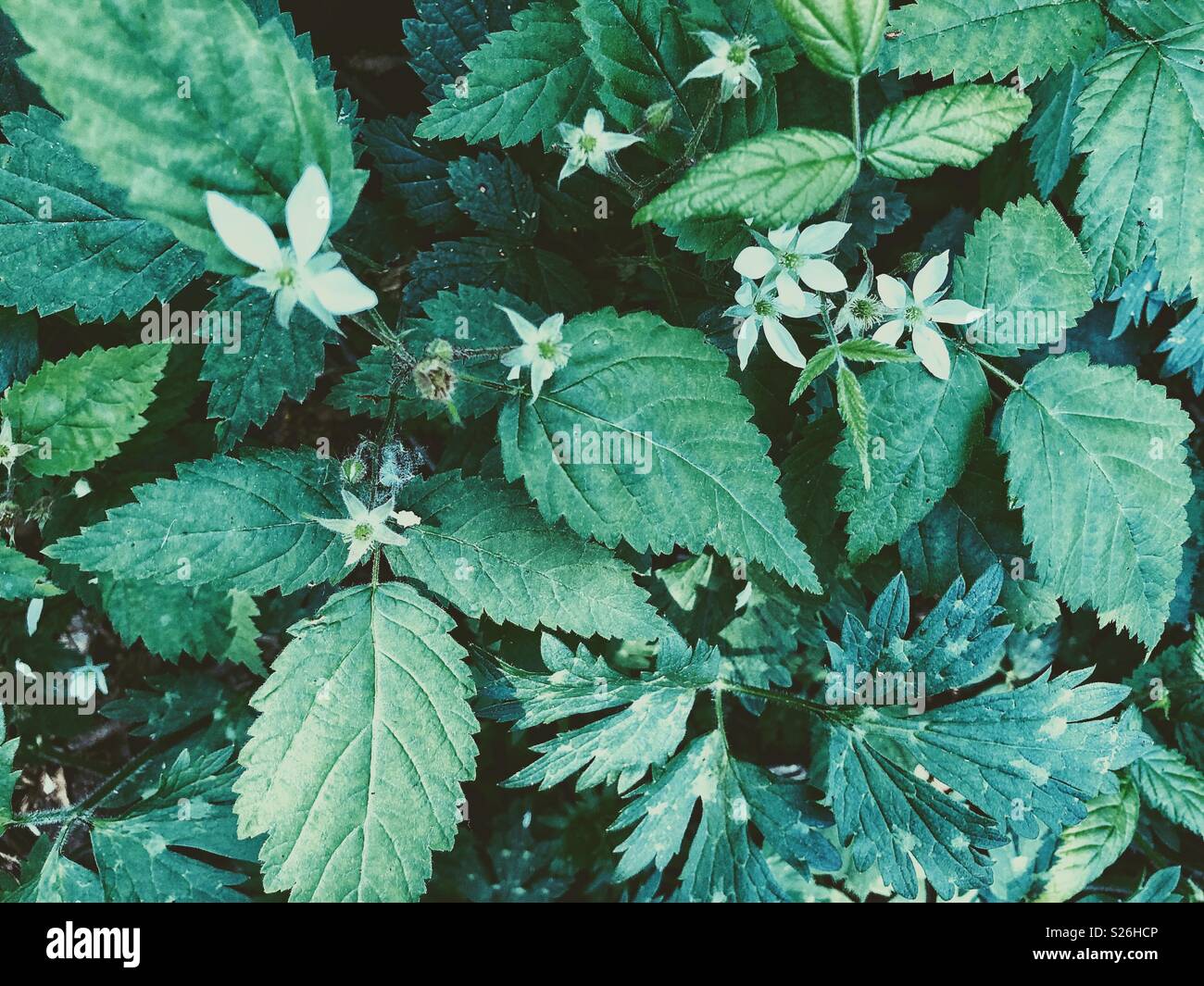 Lush greenery hi-res stock photography and images - Alamy