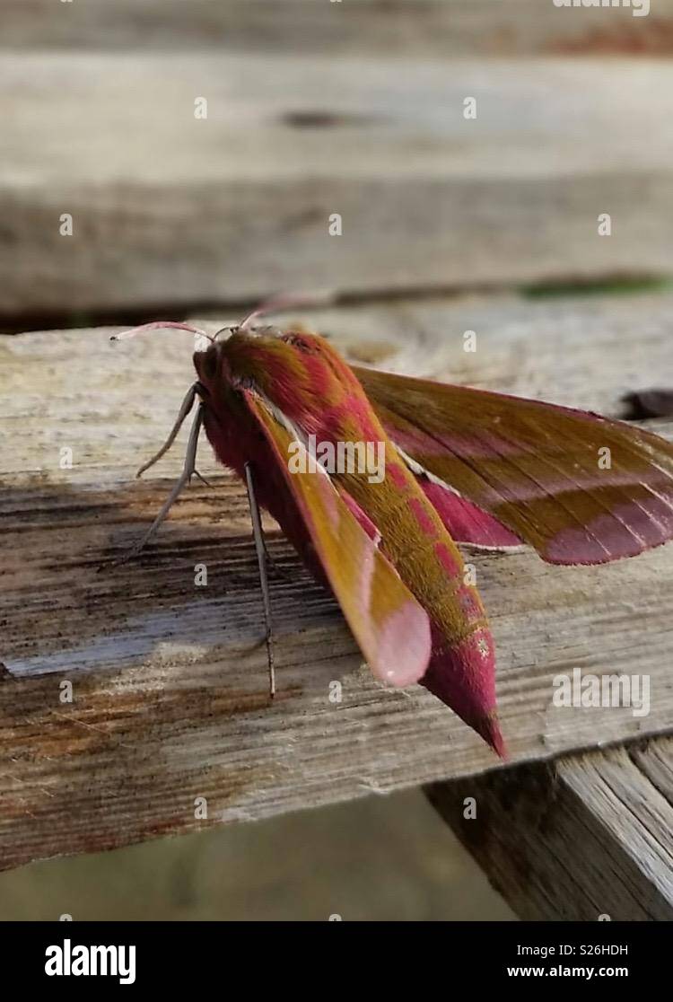 What a lovely moth Stock Photo - Alamy
