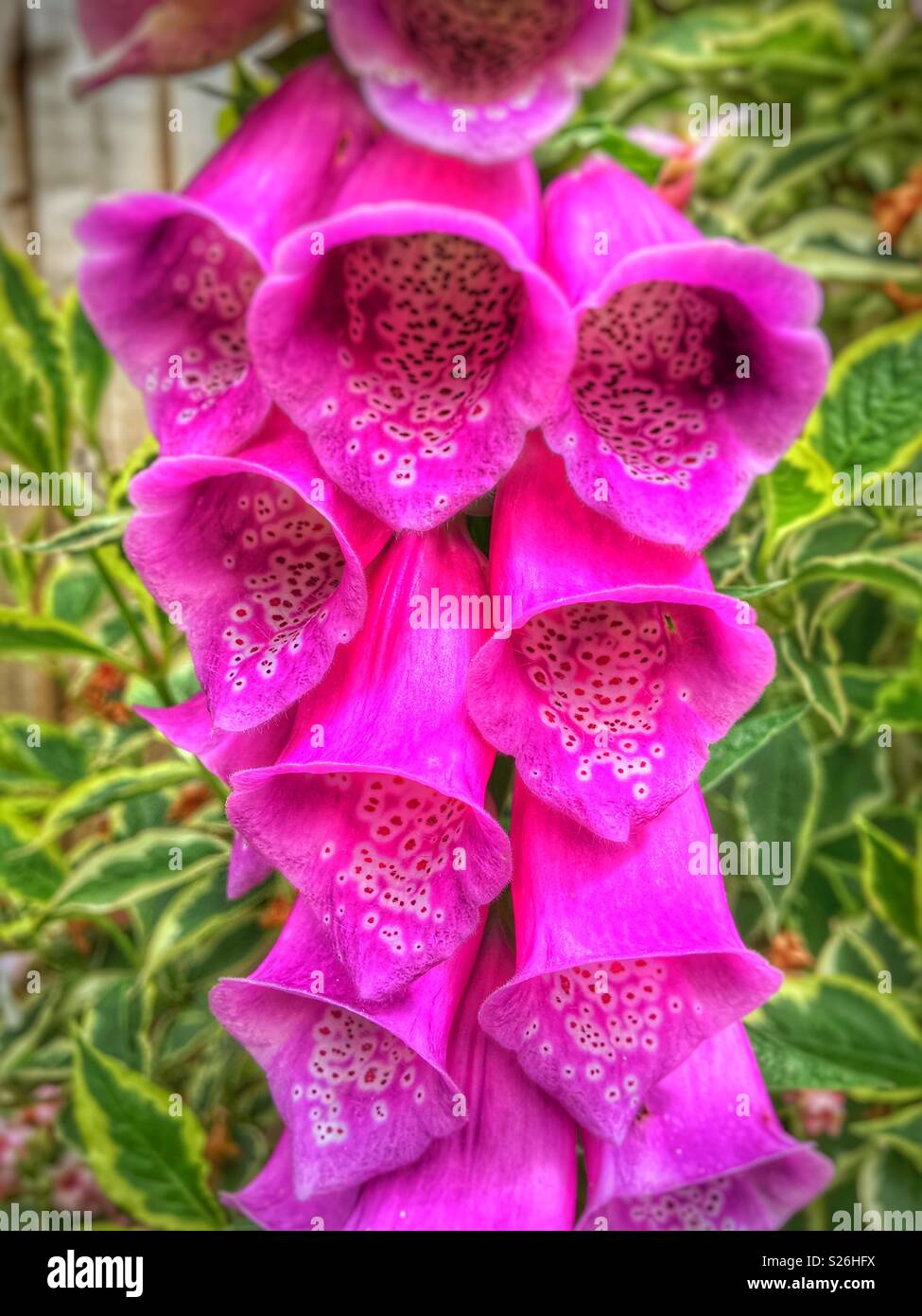 Foxglove close up England UK Stock Photo - Alamy