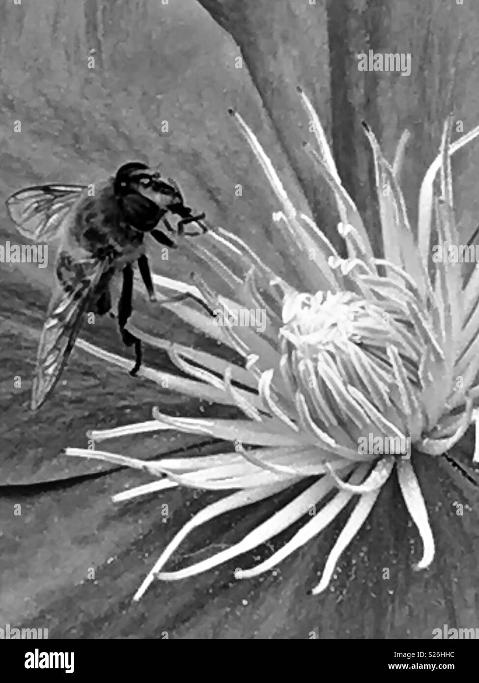 Bubble bee hi-res stock photography and images - Alamy