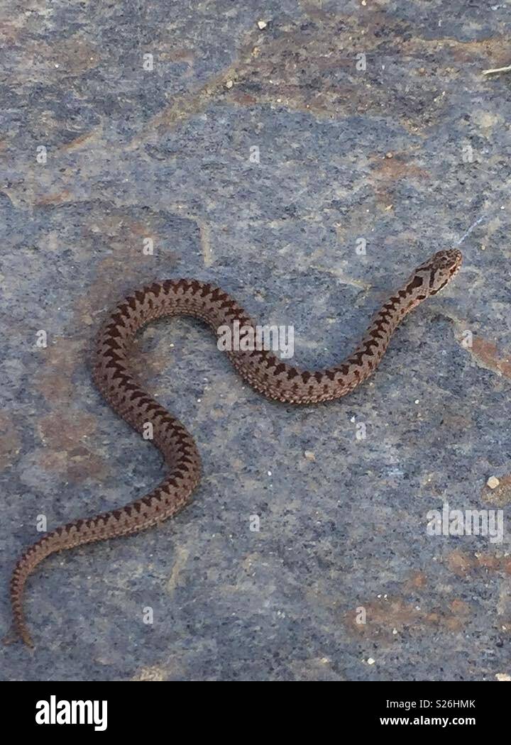 Snake with feet hi-res stock photography and images - Alamy