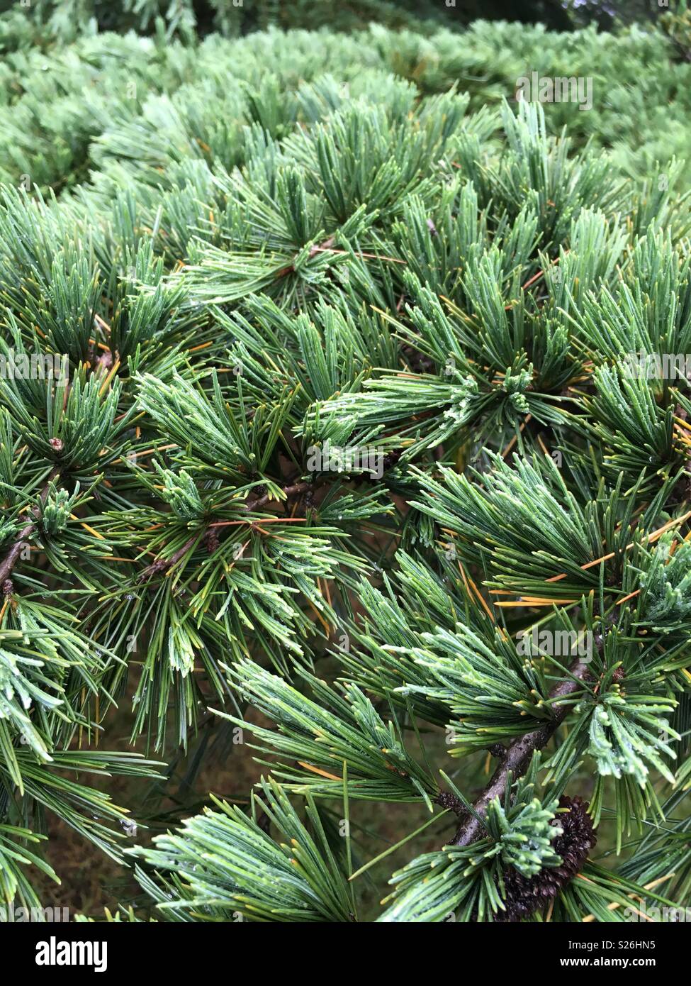 Pine Tree Scenery Stock Photo - Alamy