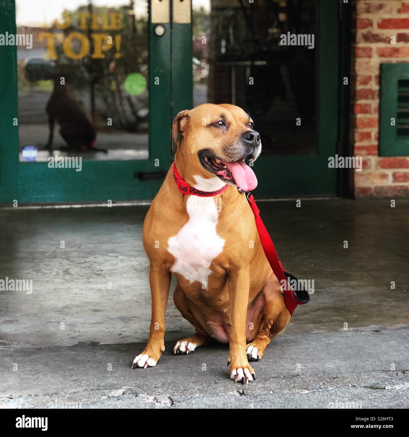Red boxer dog hi-res stock photography and images - Alamy