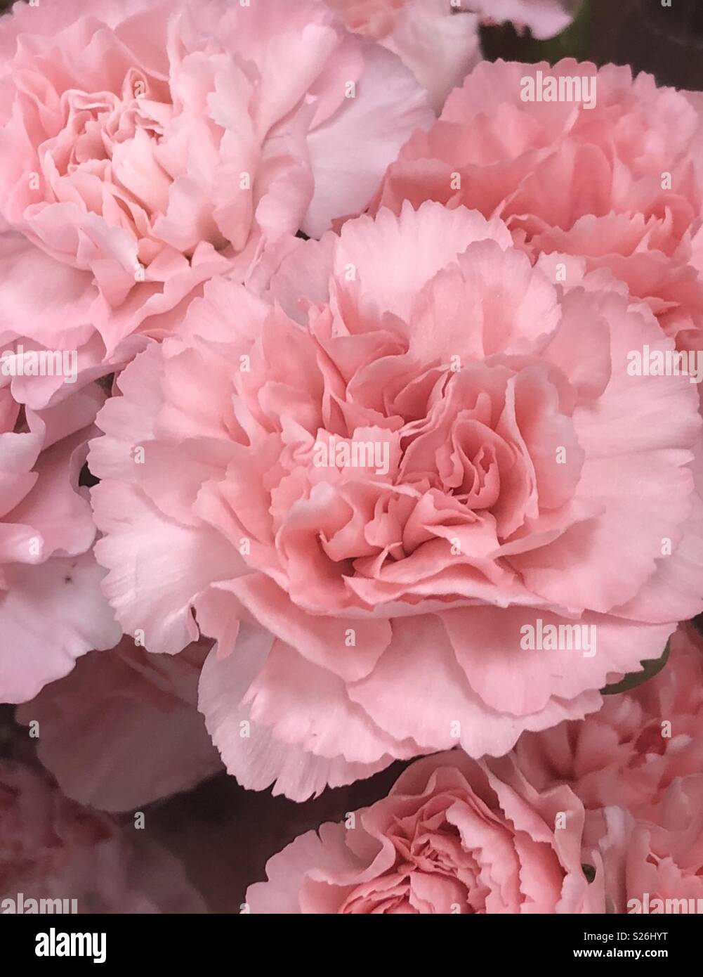 Pink passion hi-res stock photography and images - Alamy