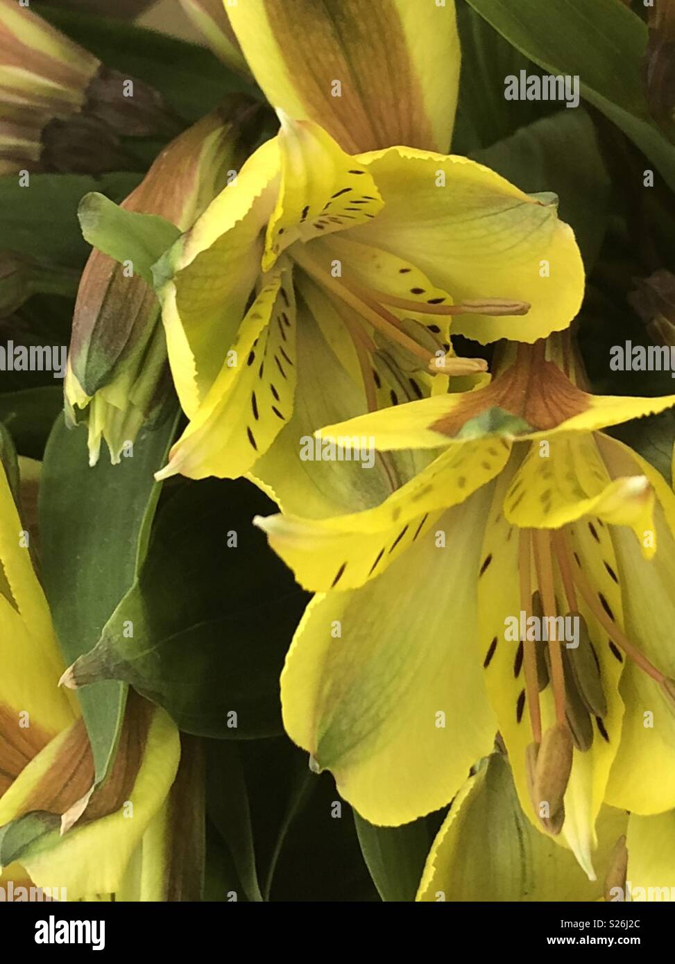 Pineapple spring sprung Stock Photo - Alamy
