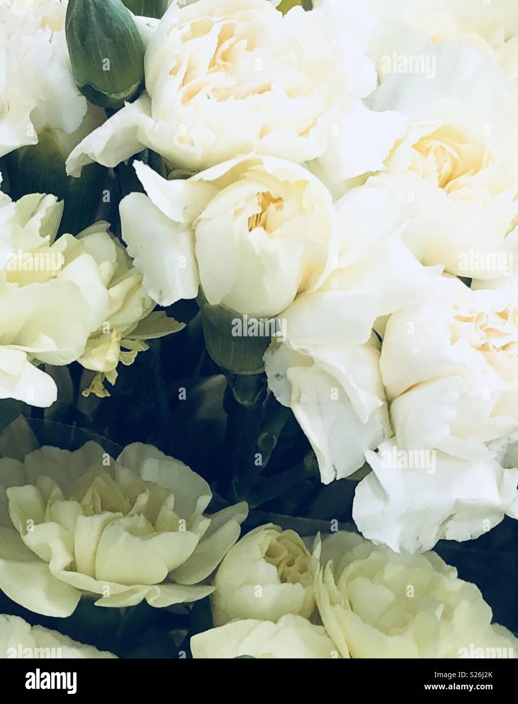 Soft and white hi-res stock photography and images - Alamy
