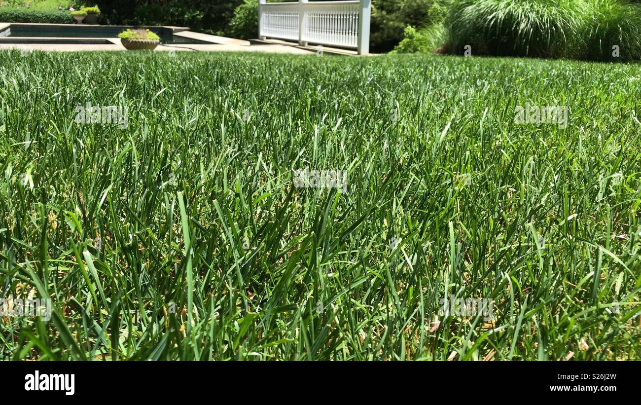 The lawn growns fast in springtime Stock Photo - Alamy
