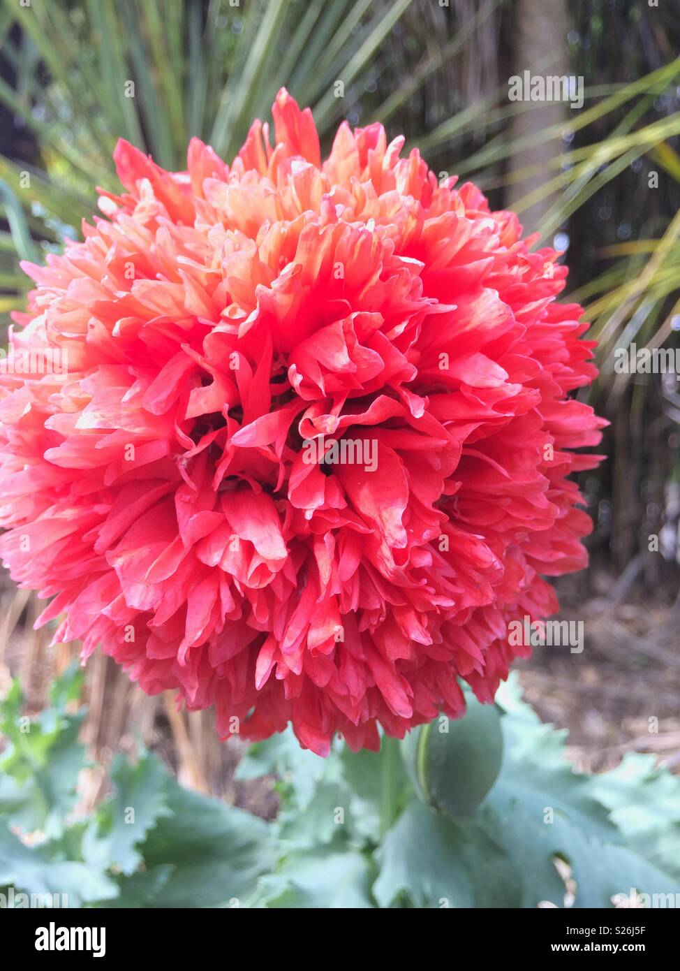 Double poppy flower pink hi-res stock photography and images - Alamy