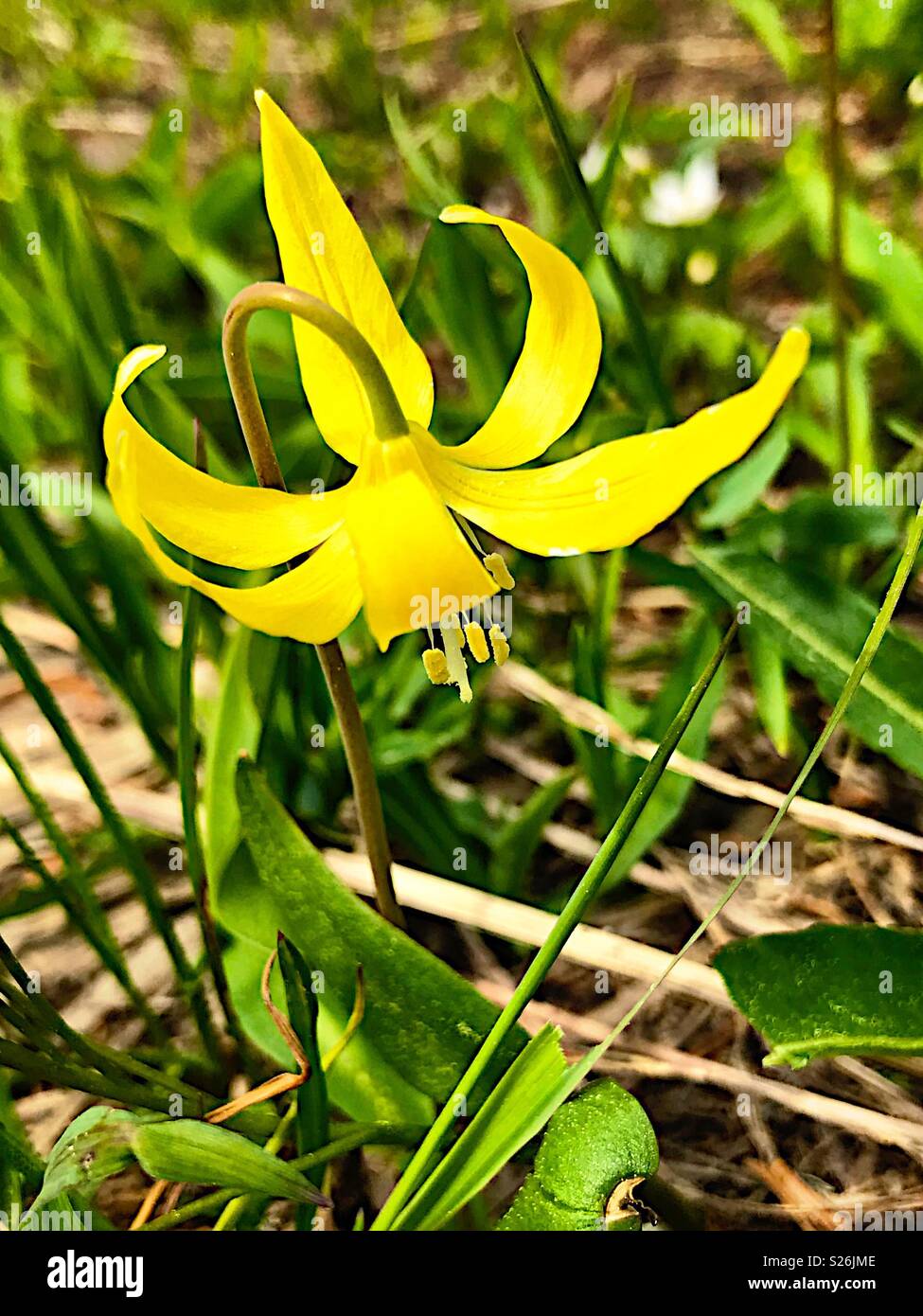 Alpine lily hi-res stock photography and images - Alamy