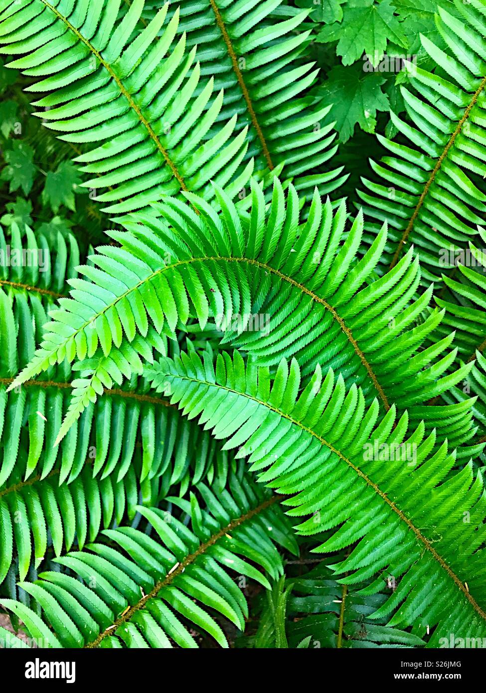 Sword fern hi-res stock photography and images - Alamy