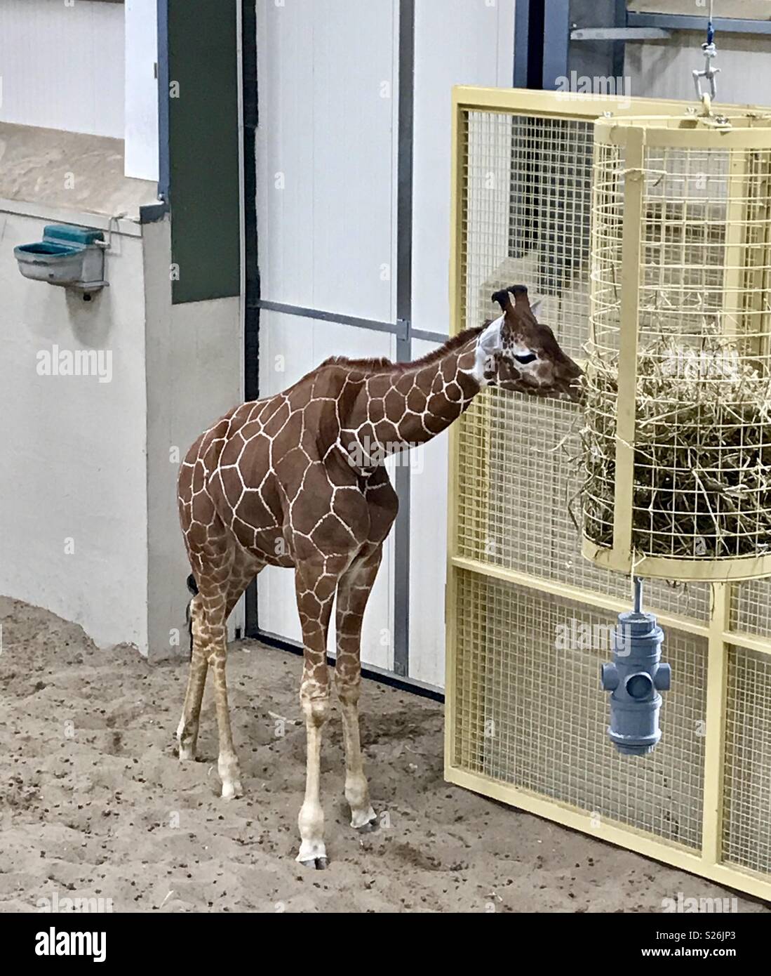 Giraffe wild place project Bristol Stock Photo - Alamy