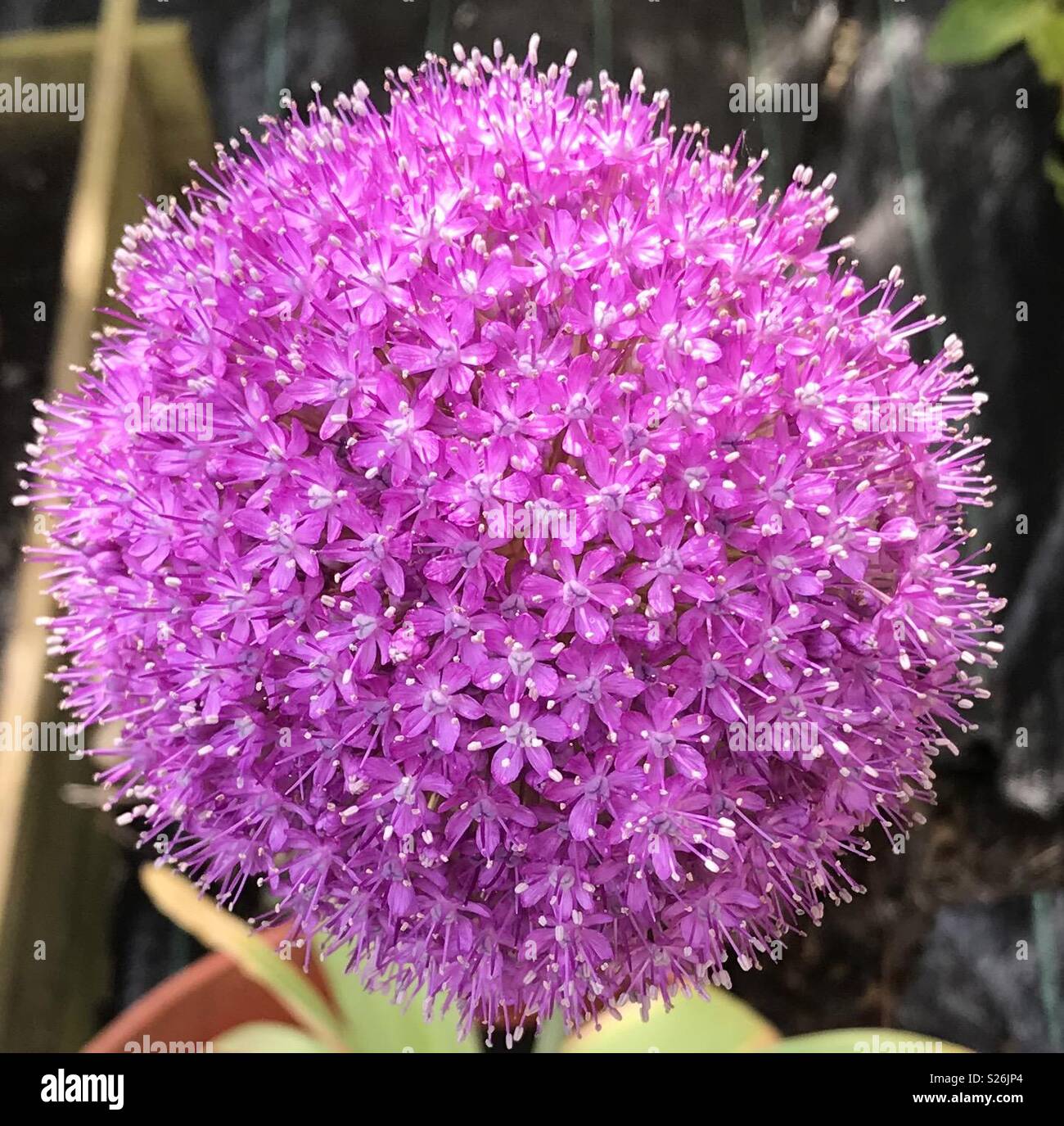 Purple flower sphere hi-res stock photography and images - Alamy