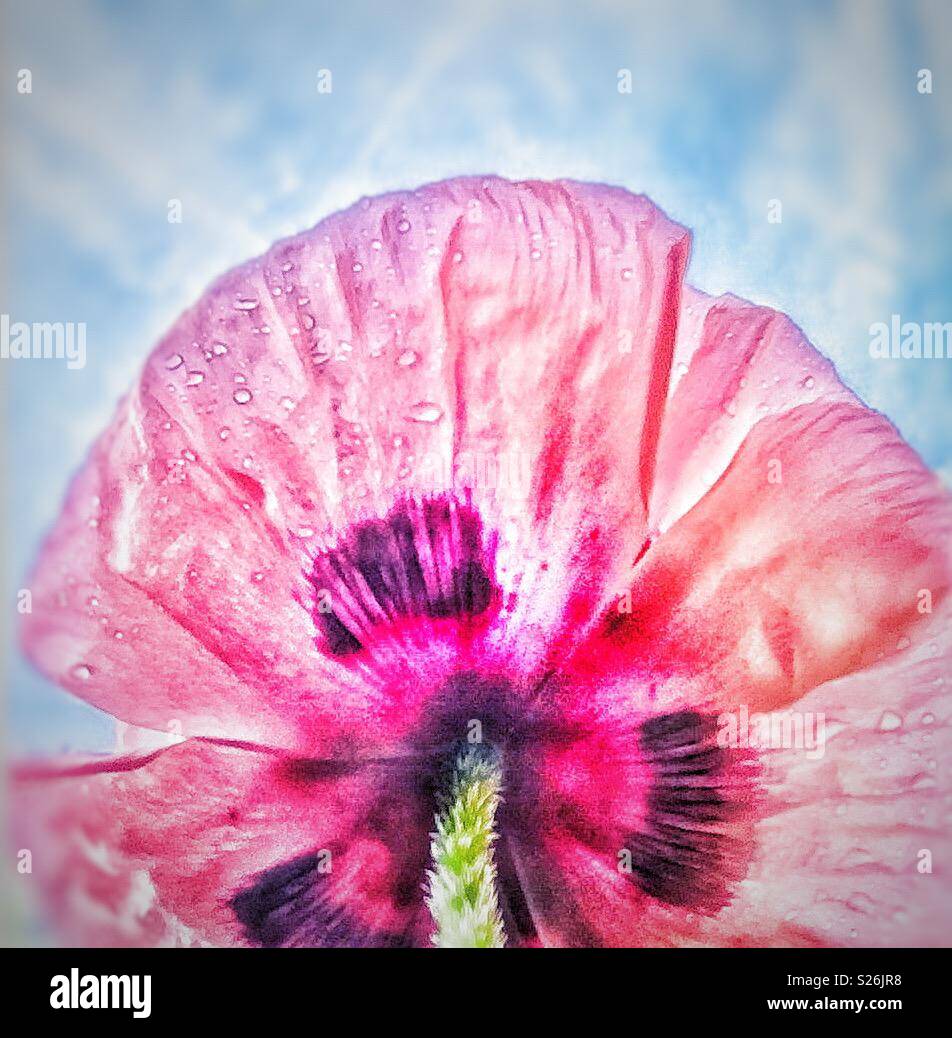 Pink poppy petals hi-res stock photography and images - Alamy