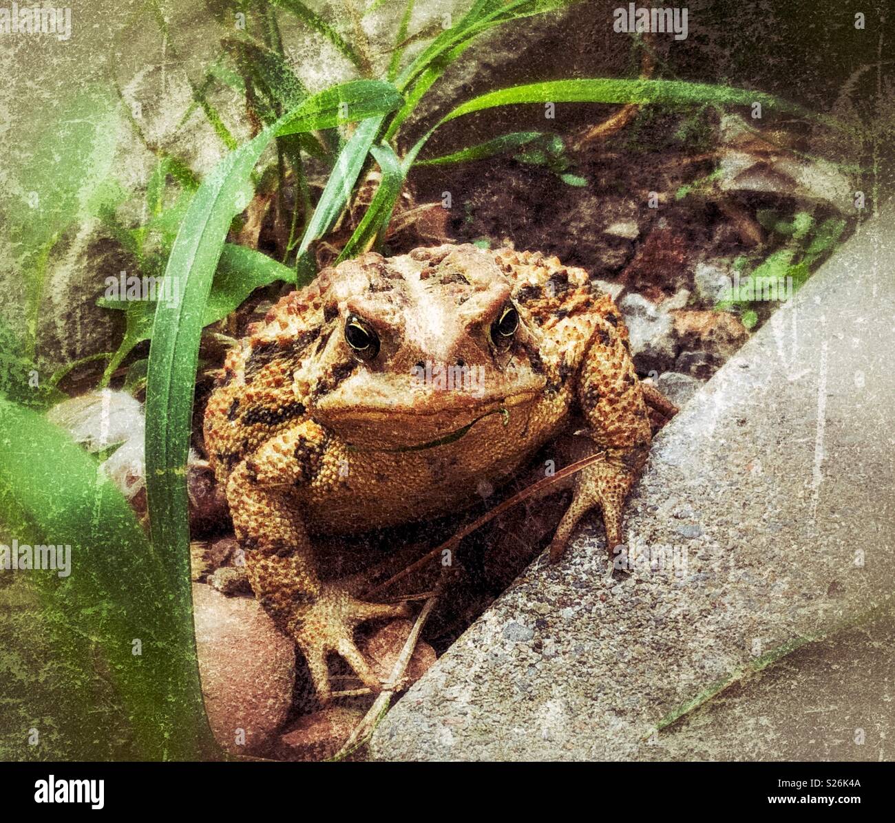 Close up american toad face hi-res stock photography and images - Alamy