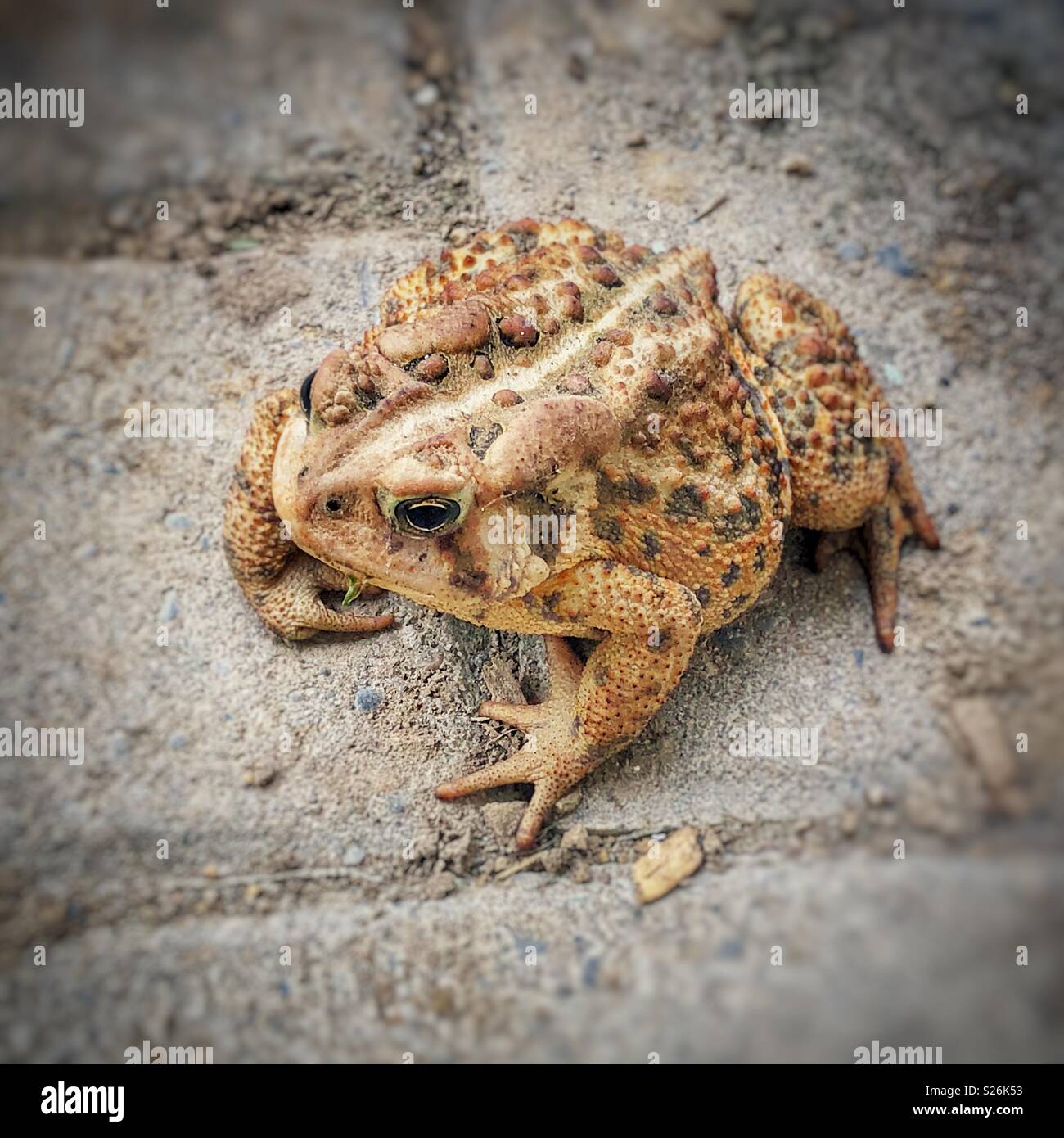 Eastern american toad hi-res stock photography and images - Alamy