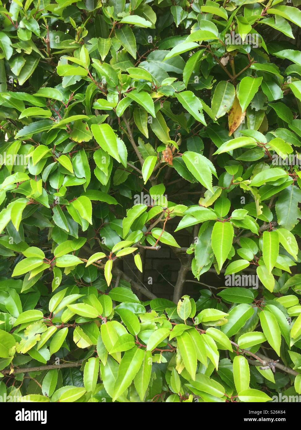 Bush shrubbery hi-res stock photography and images - Alamy