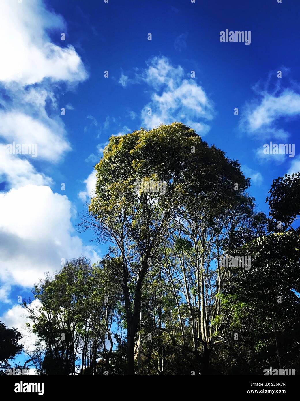 Tree and sky Stock Photo - Alamy