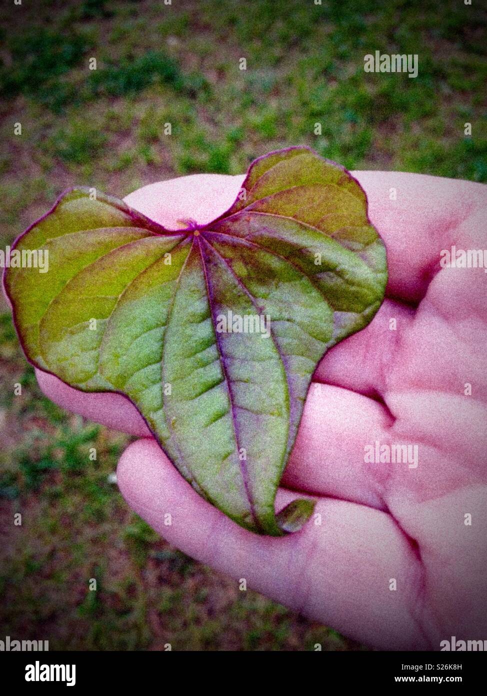 Hand and leaf hi-res stock photography and images - Alamy