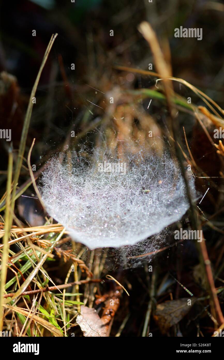 Intricate nature hi-res stock photography and images - Alamy