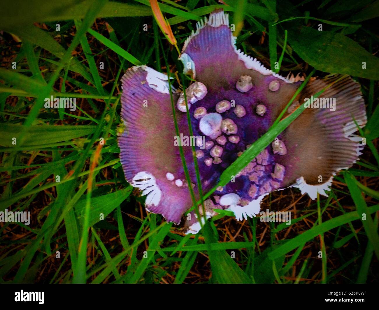 Top view of odd shaped mushroom with ragged edges, spots, and fluted ...