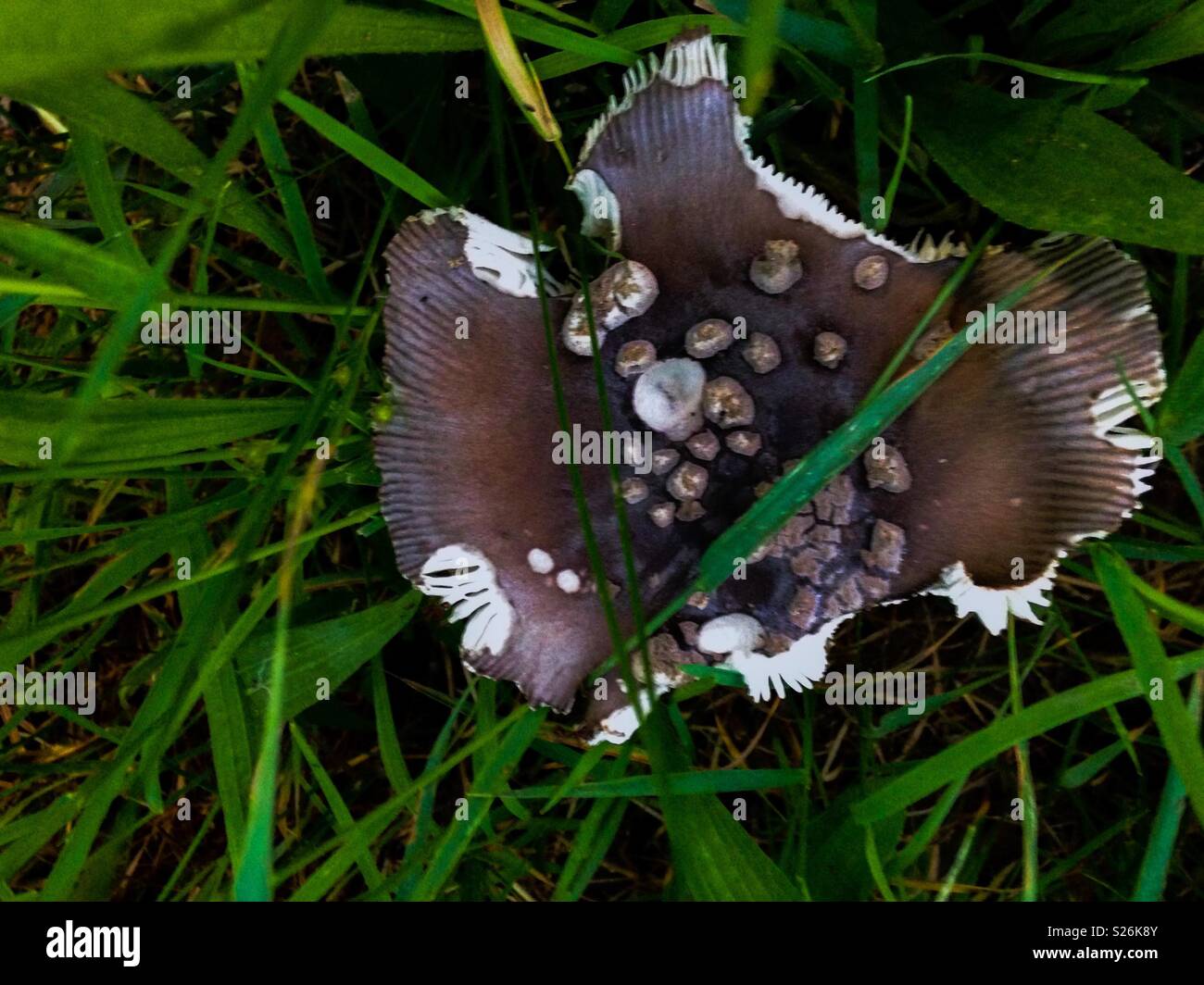 Top view of odd brown mushroom with ragged edges, spots, and fluted ...